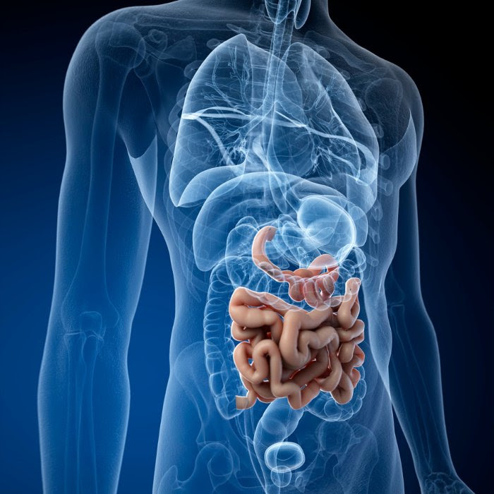 Bloating, acidity, digestive problems - Dr Susan Jamieson